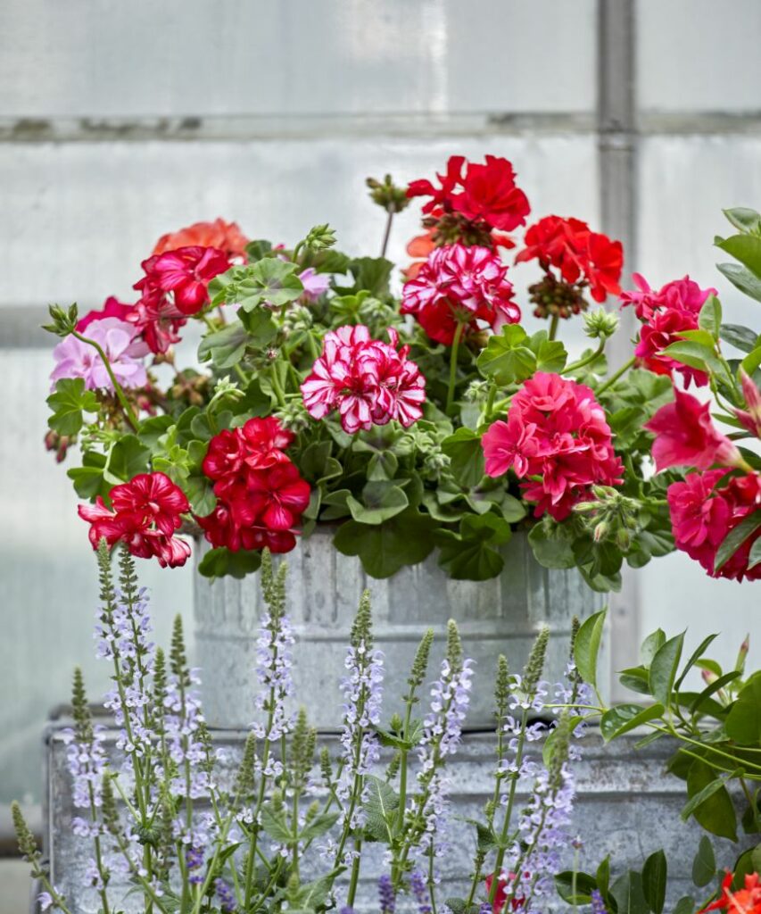 Alles wat je moet weten over het water geven van geraniums › Mijn ...