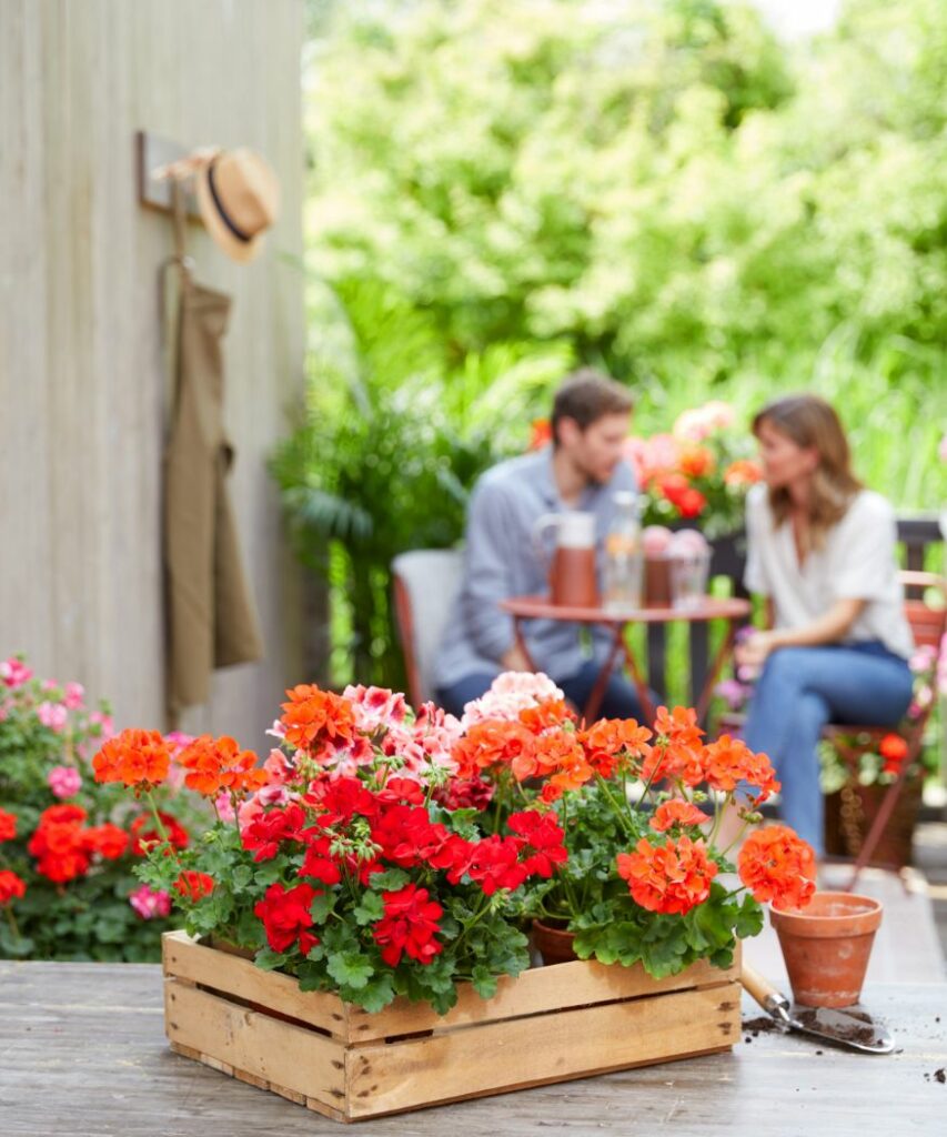 Stap voor stap: een balkon beplanten met geraniums voor beginners ...