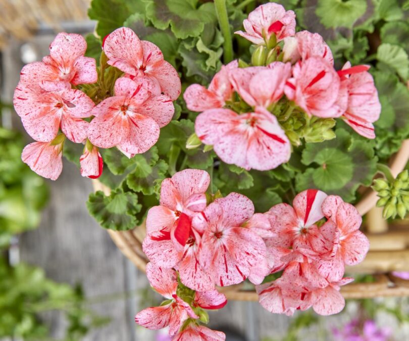 Geraniums water geven: alles wat je moet weten › Mijn Geranium (nl)